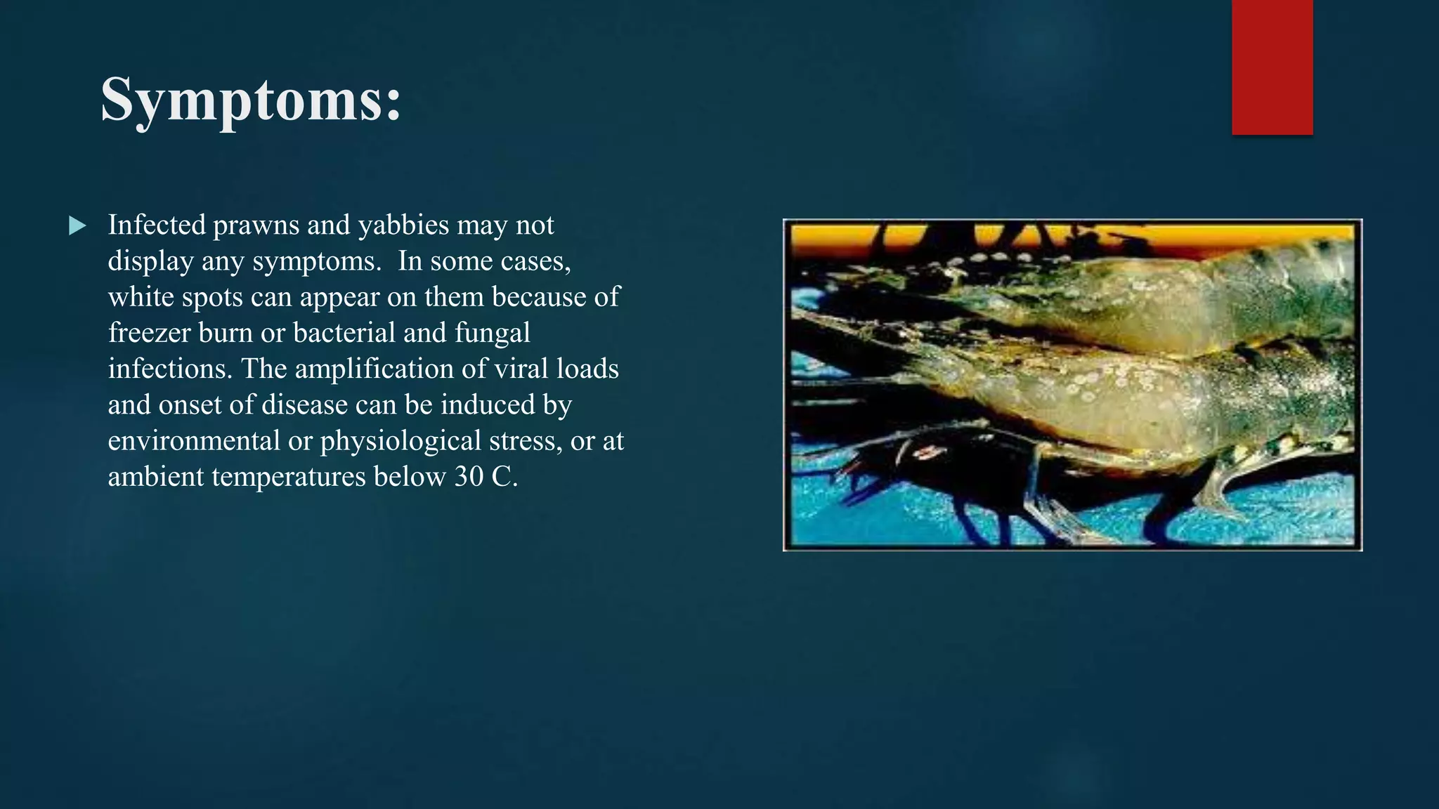 COMMON VIRAL DISEASES OF FISHES AND SHRIMP IN BANGLADESH | PPTX