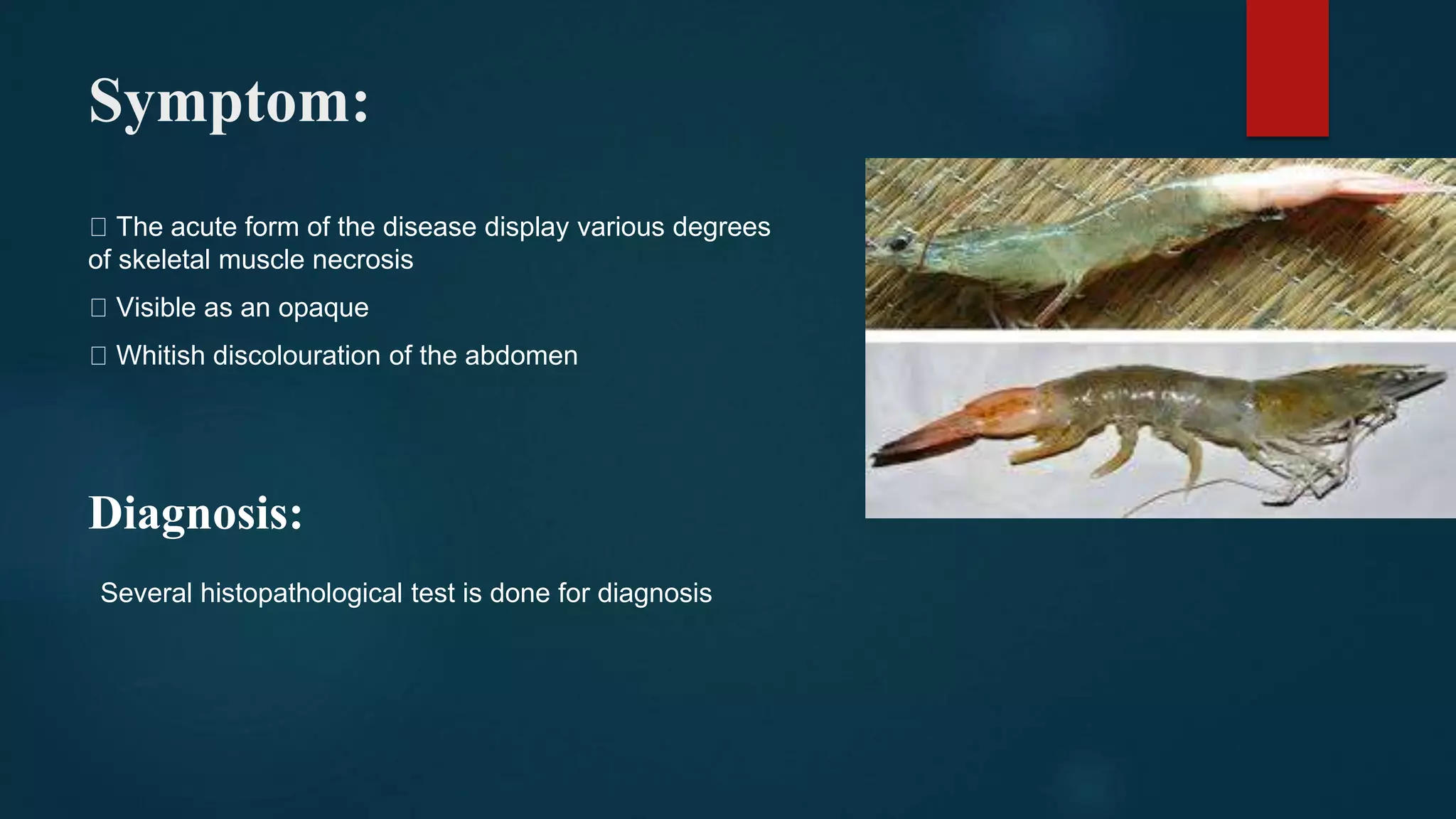COMMON VIRAL DISEASES OF FISHES AND SHRIMP IN BANGLADESH | PPTX