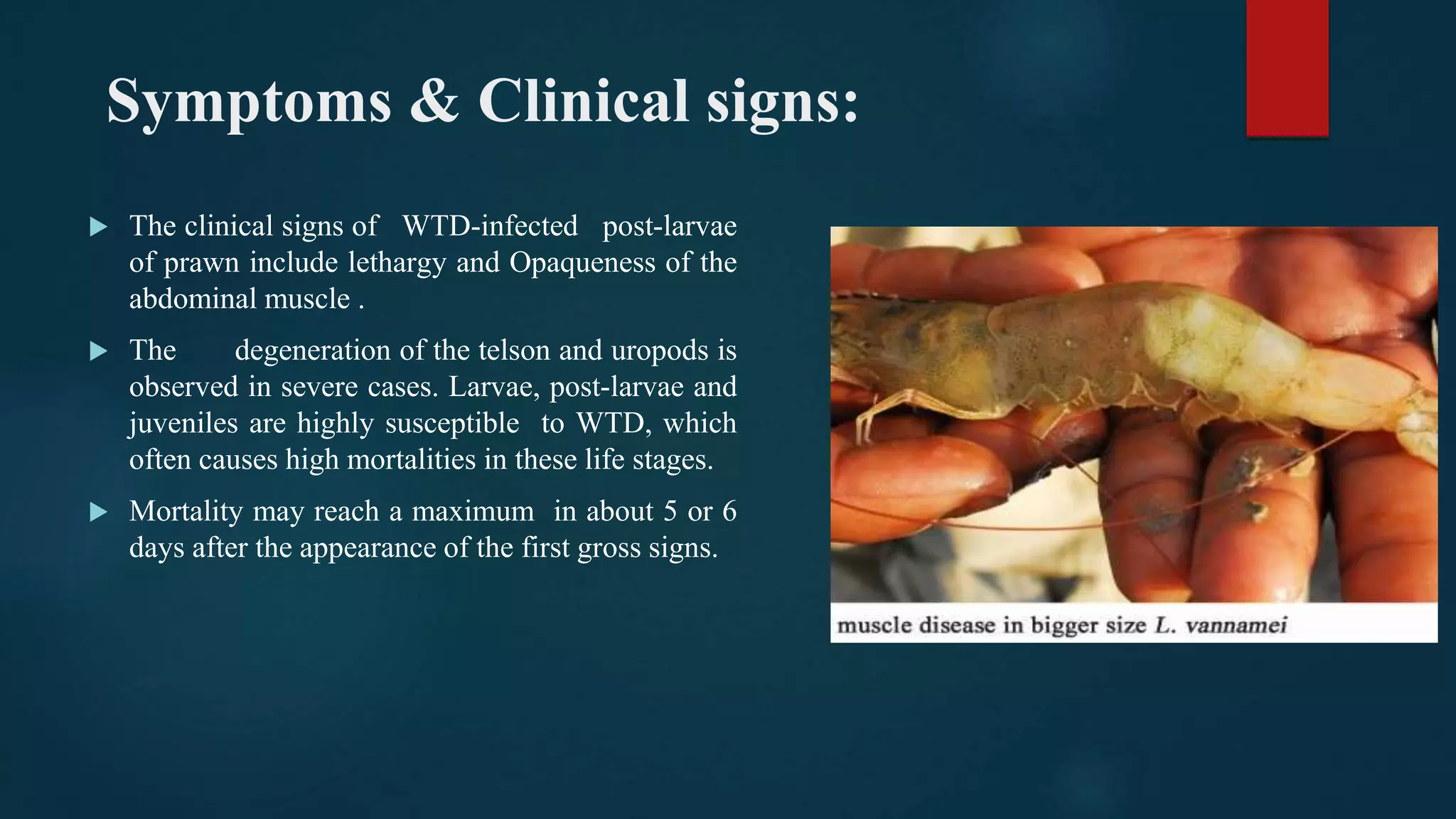 COMMON VIRAL DISEASES OF FISHES AND SHRIMP IN BANGLADESH | PPTX