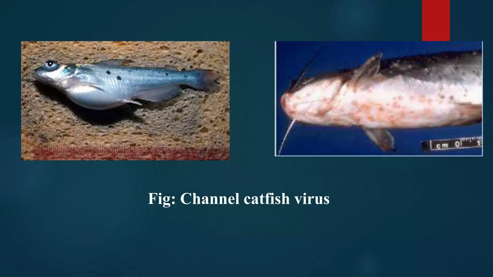 COMMON VIRAL DISEASES OF FISHES AND SHRIMP IN BANGLADESH | PPTX