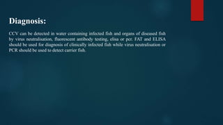 COMMON VIRAL DISEASES OF FISHES AND SHRIMP IN BANGLADESH | PPTX