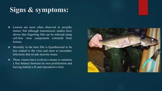 COMMON VIRAL DISEASES OF FISHES AND SHRIMP IN BANGLADESH | PPTX