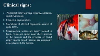 COMMON VIRAL DISEASES OF FISHES AND SHRIMP IN BANGLADESH | PPTX