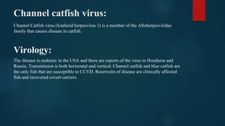 COMMON VIRAL DISEASES OF FISHES AND SHRIMP IN BANGLADESH | PPT
