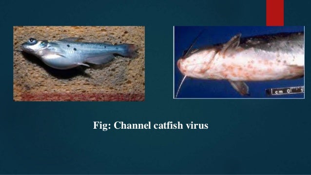 COMMON VIRAL DISEASES OF FISHES AND SHRIMP IN BANGLADESH