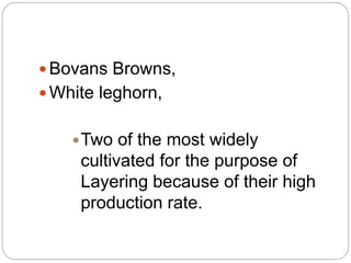 poultry breeding | PPTX