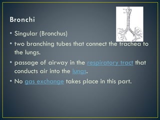 Group 1.science. breathing system | PPTX