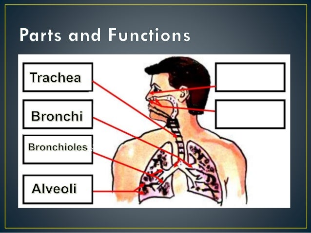 Group 1 science Breathing System group-1-science-breathing-system