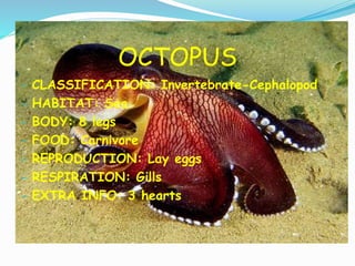 Animals' presentations G1 | PPT