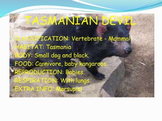 Animals' presentations G1 | PPT