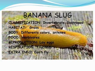 Animals' presentations G1 | PPT