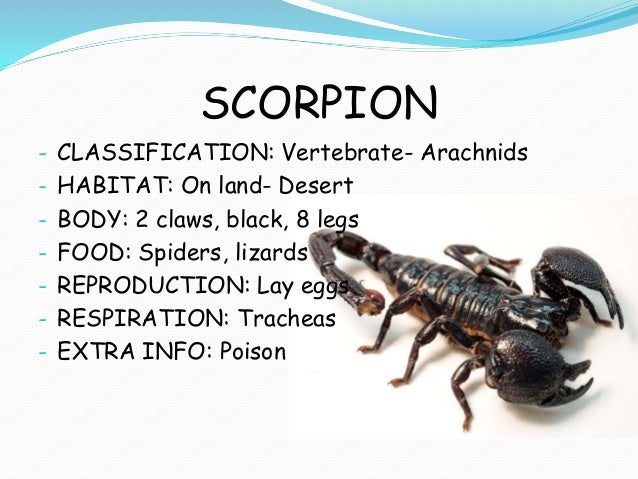 Animals' presentations G1