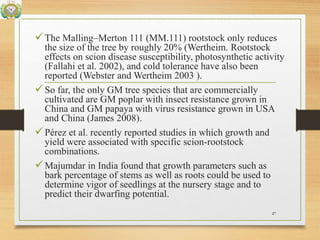IMPORTANCE OF ROOTSTOCK IN CANOPY MANAGEMENT AND FRUIT PRODUCTION | PPTX