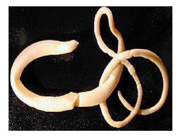 Phylum Acanthocephala and Filaria Worm | PPT | Free Download