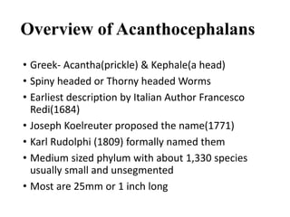Phylum Acanthocephala and Filaria Worm | PPTX