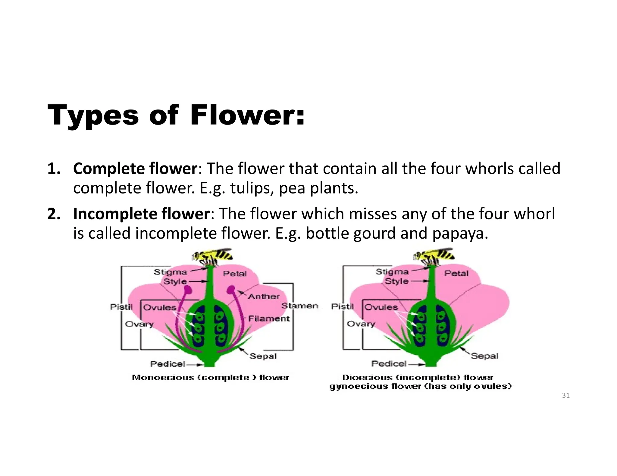 Anatomy of reproductive parts. botany assignment | PPT