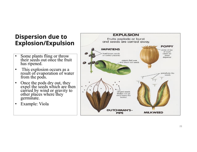 Anatomy of reproductive parts. botany assignment | PPT