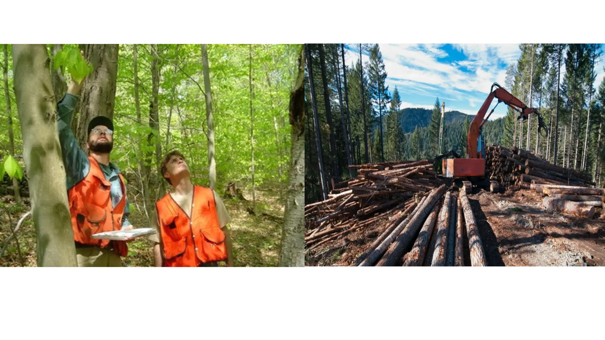 Silviculture , objective of silviculture,types of forest in india ...