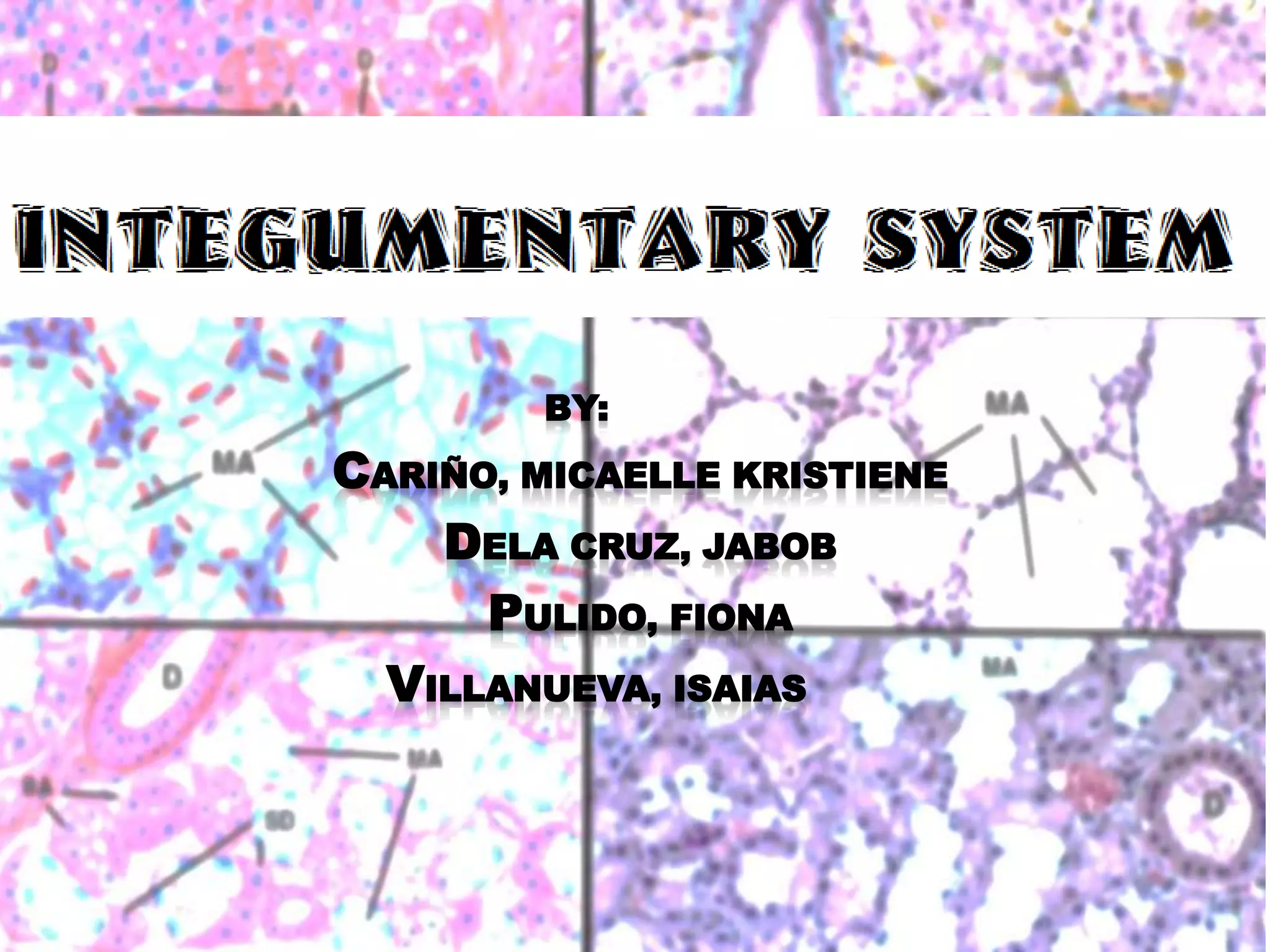 Comparative Anatomy - Integumentary System | PPTX