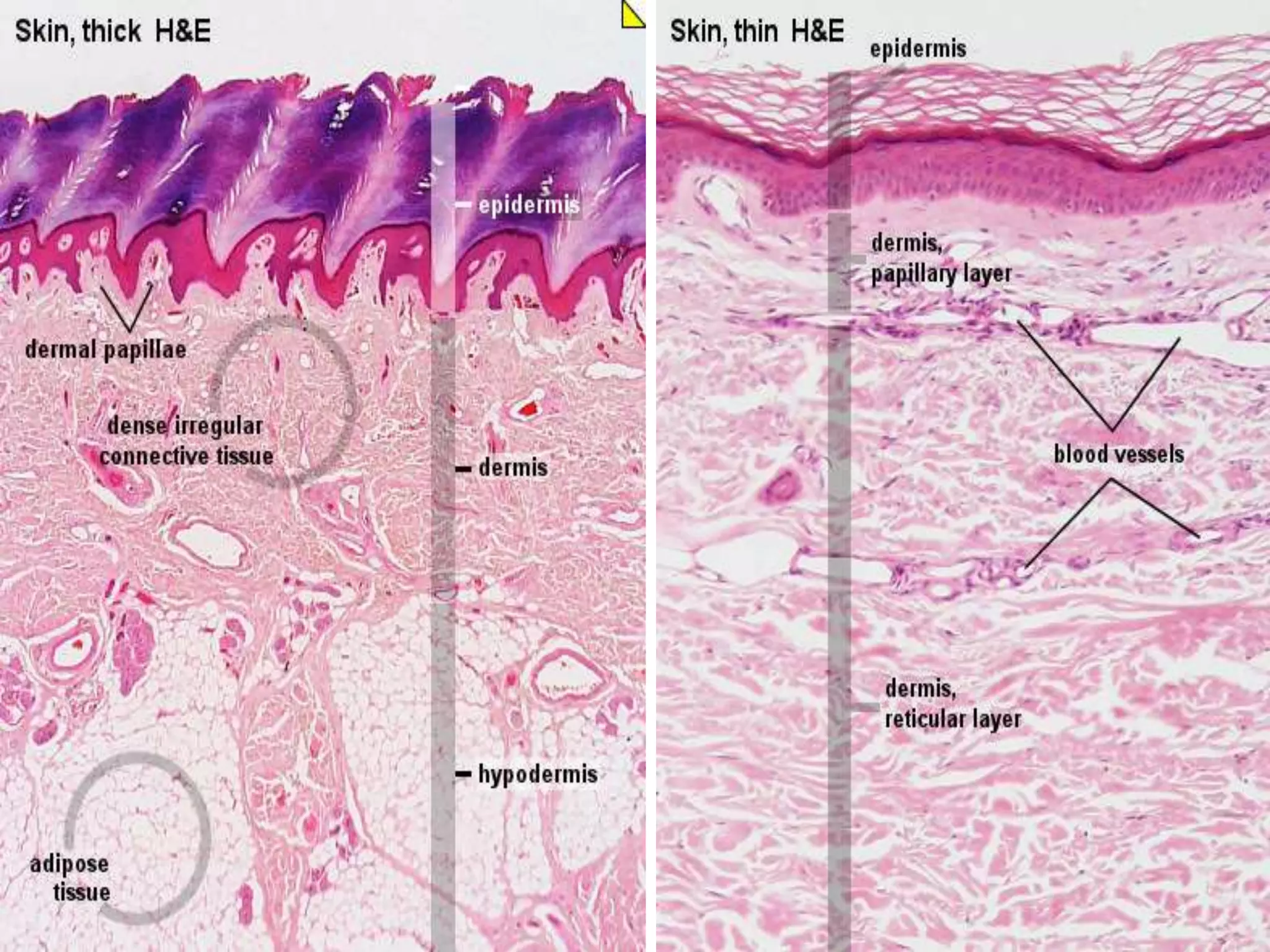 Comparative Anatomy - Integumentary System | PPTX