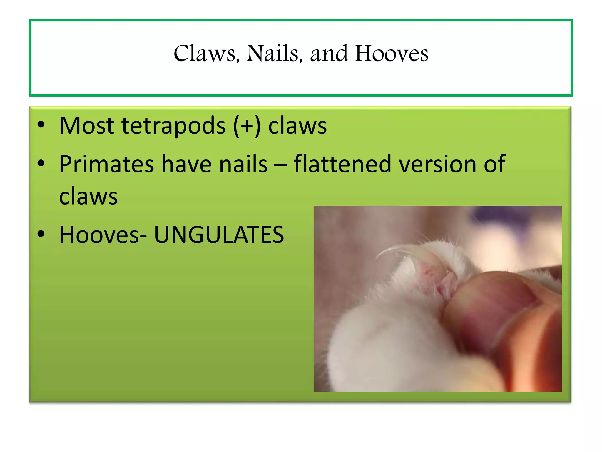 Comparative Anatomy - Integumentary System | PPTX