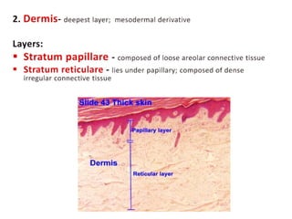 Comparative Anatomy - Integumentary System | PPTX