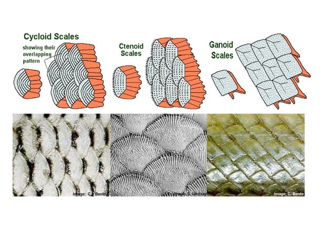 Comparative Anatomy - Integumentary System | PPTX
