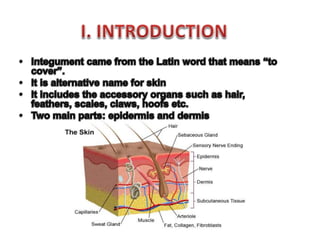 Comparative Anatomy - Integumentary System | PPTX