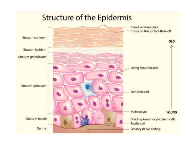 Comparative Anatomy - Integumentary System | PPTX
