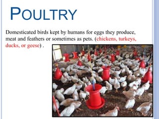 poultry chicken | PPTX