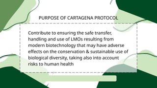 Biosafety and Cartagena Protocol Group 10.pptx