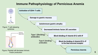 Pernicious anemia: a decrease in red blood cells | PPT