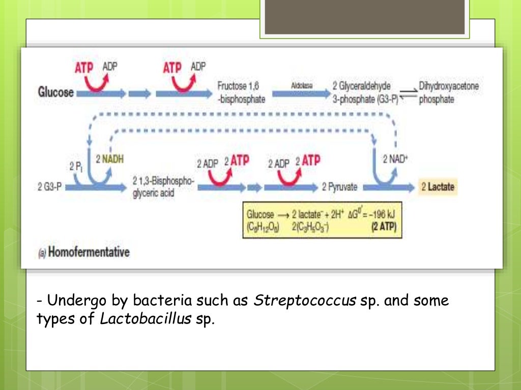 (Group10)bacterial fermentation