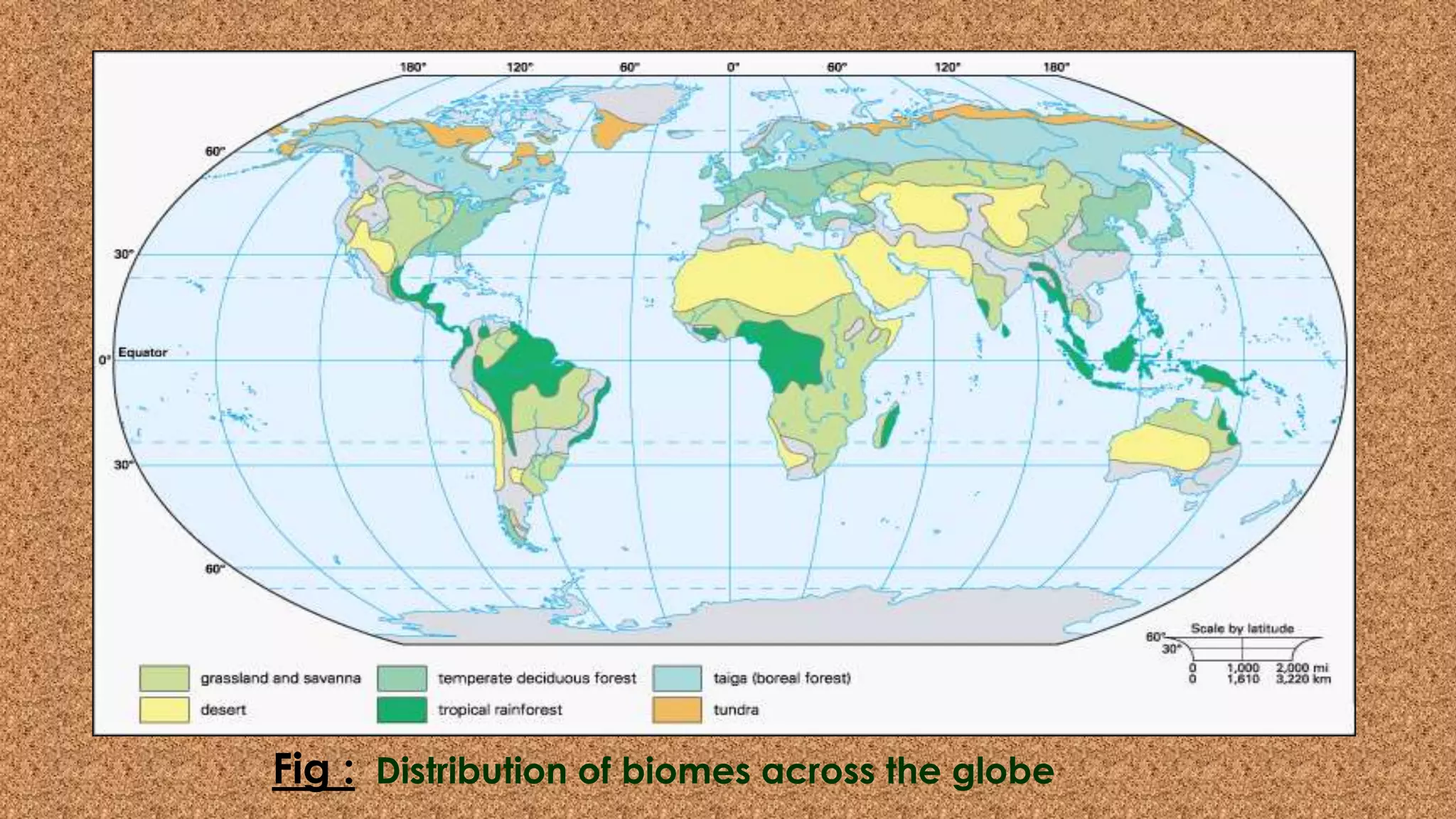 A brief presentation on Terrestrial Ecosystem | PPTX