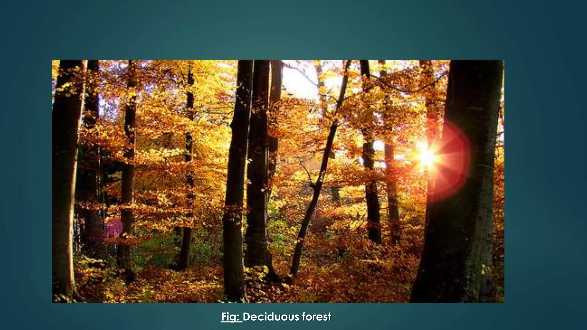 A brief presentation on Terrestrial Ecosystem | PPTX