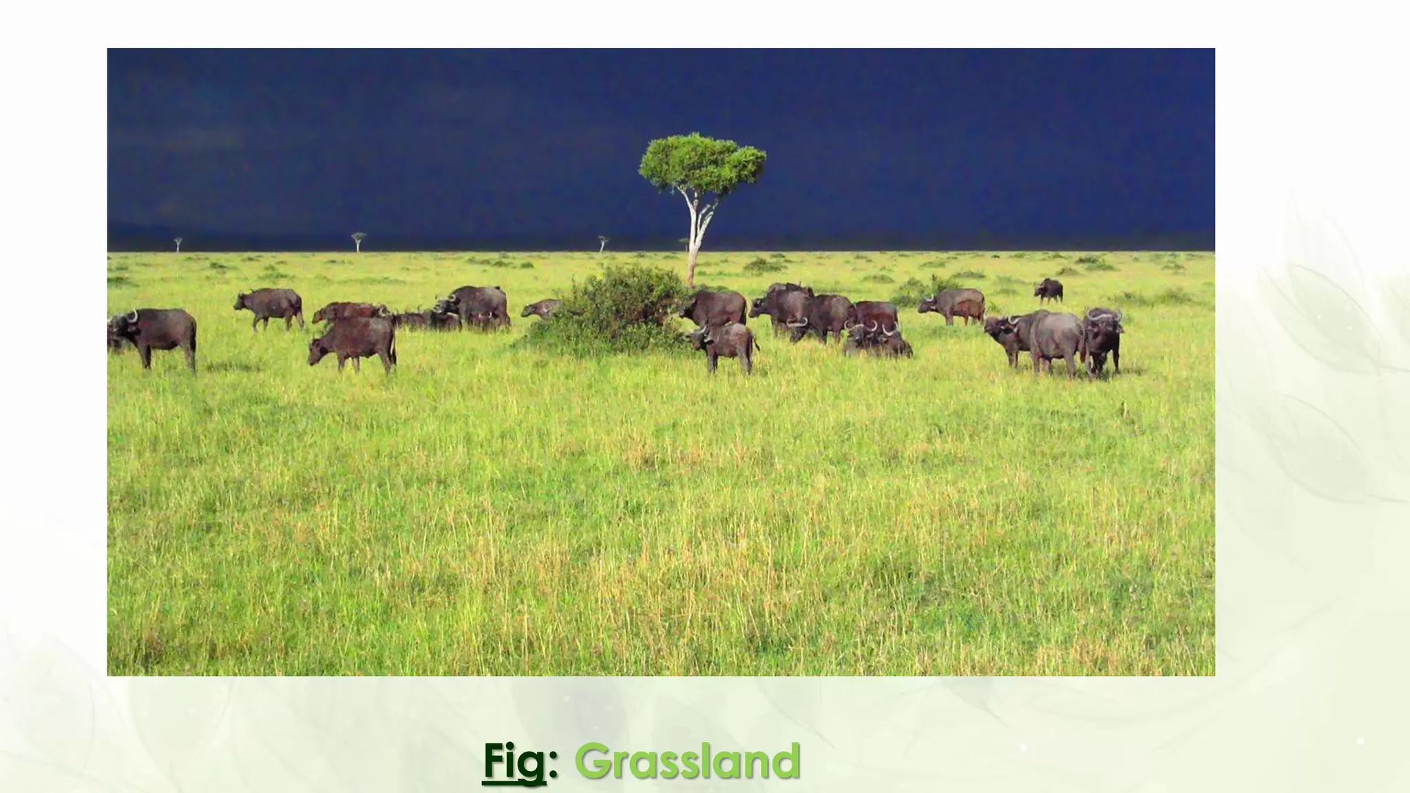 A brief presentation on Terrestrial Ecosystem | PPTX