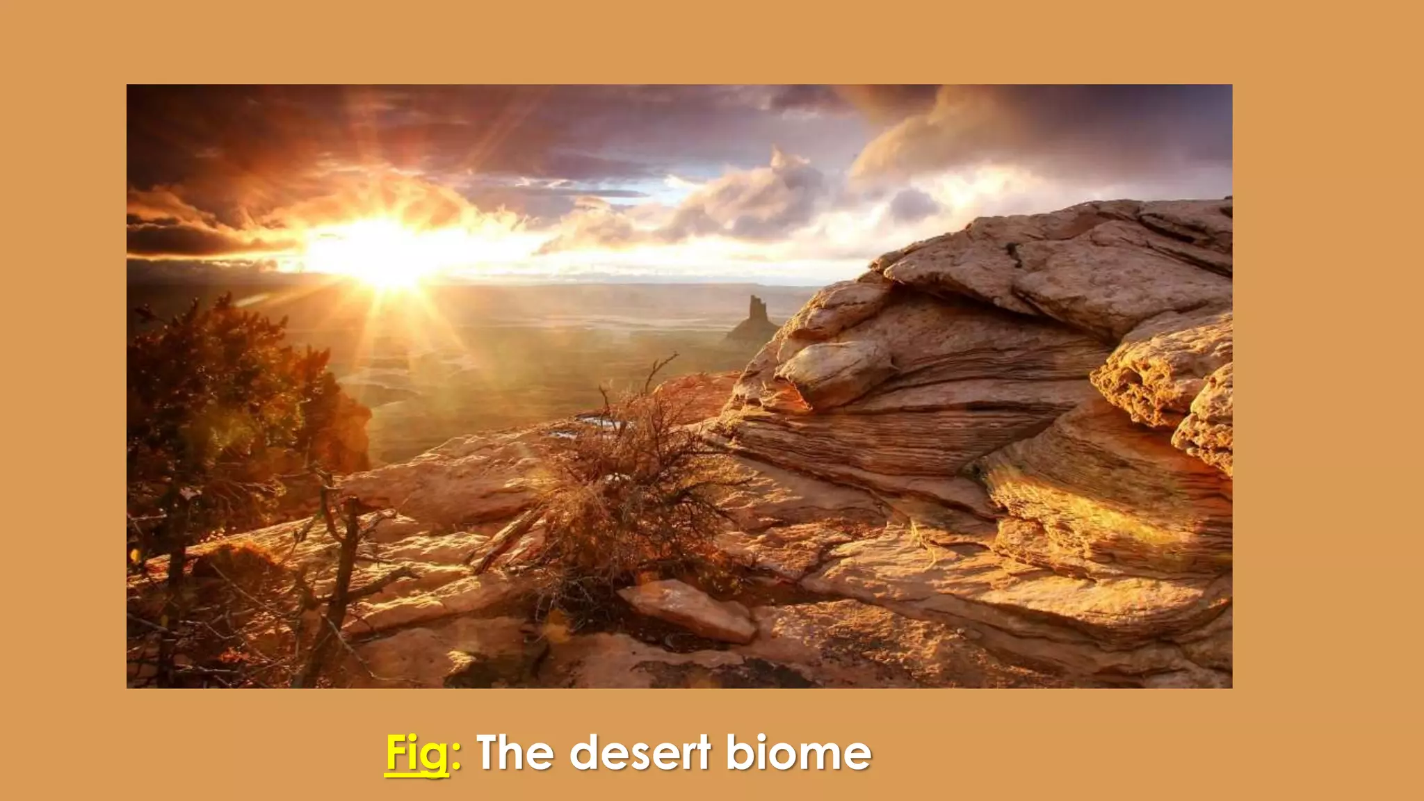 A brief presentation on Terrestrial Ecosystem | PPTX