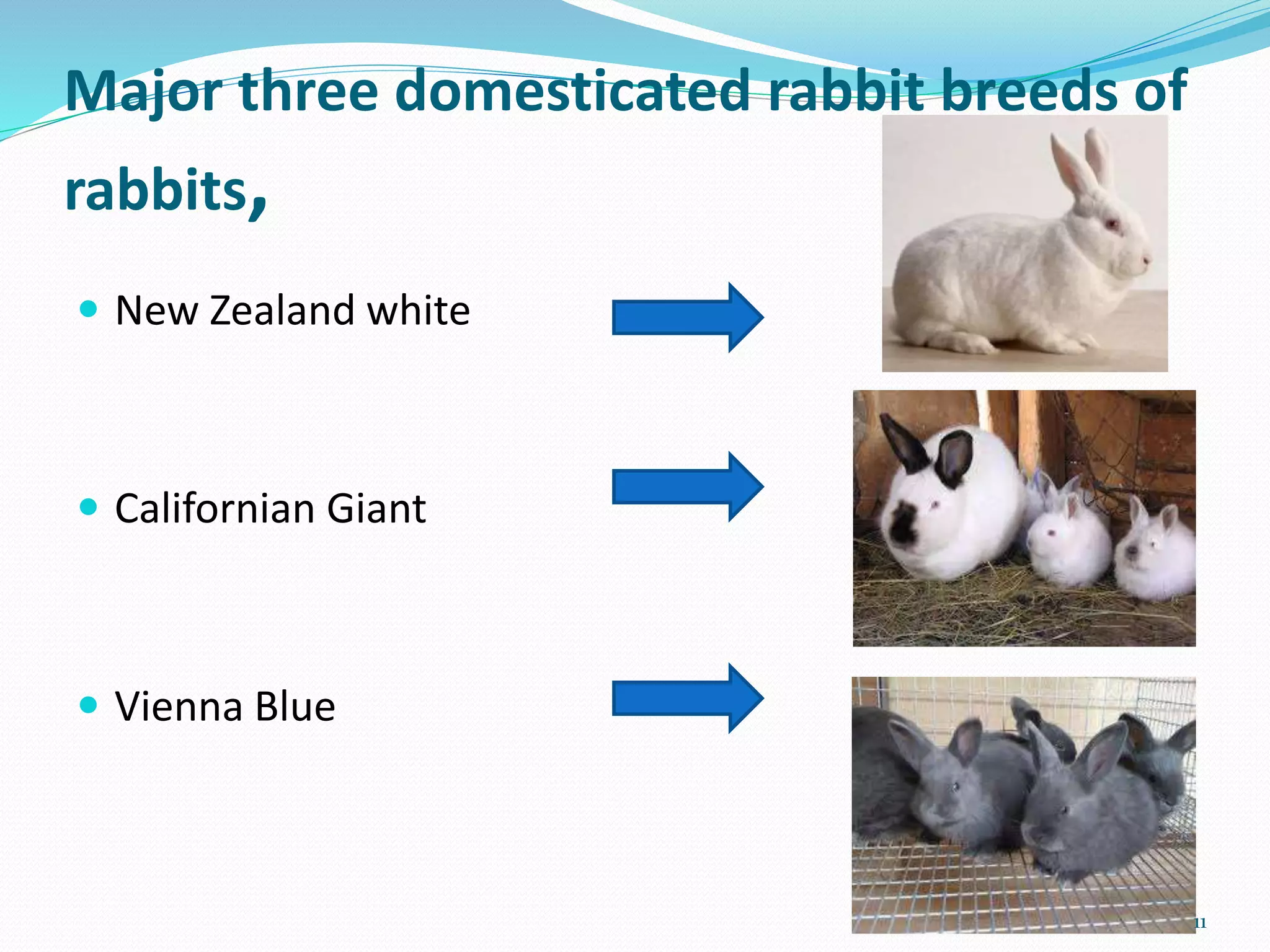 Different Breeds Of Domesticated Farm Animals And Their Characteristics ...