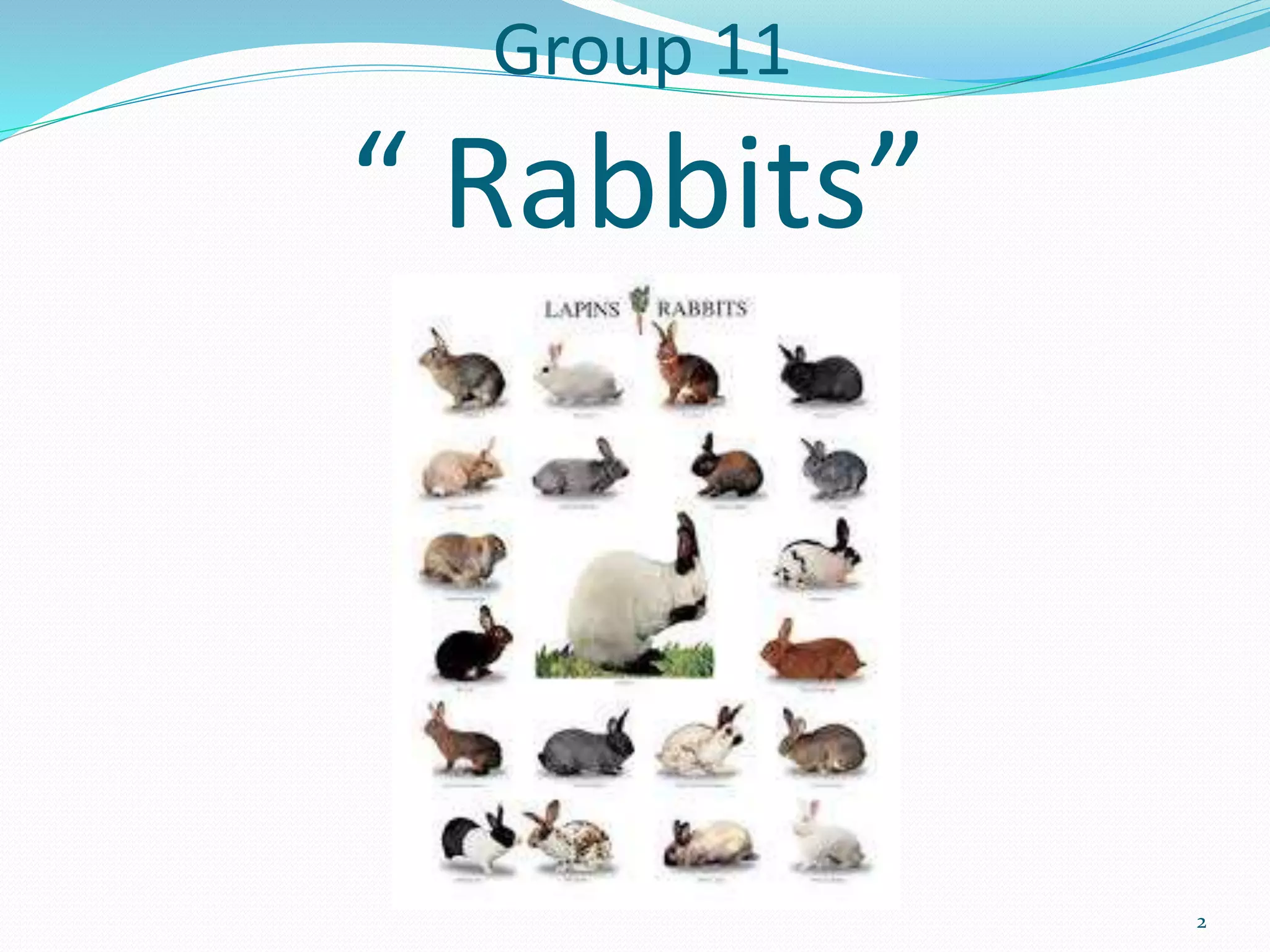 Different Breeds Of Domesticated Farm Animals And Their Characteristics ...