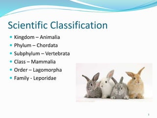 Different Breeds Of Domesticated Farm Animals And Their Characteristics ...