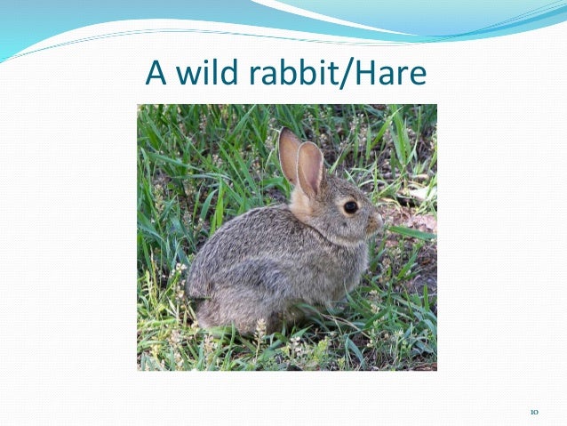 Different Breeds Of Domesticated Farm Animals And Their Characteristi…