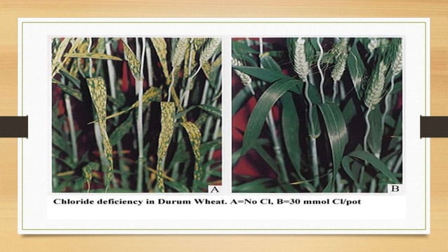 Role of Chlorine in plants | PPTX | Chemistry | Science