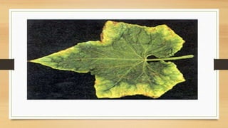 Chlorine Deficiency In Plants