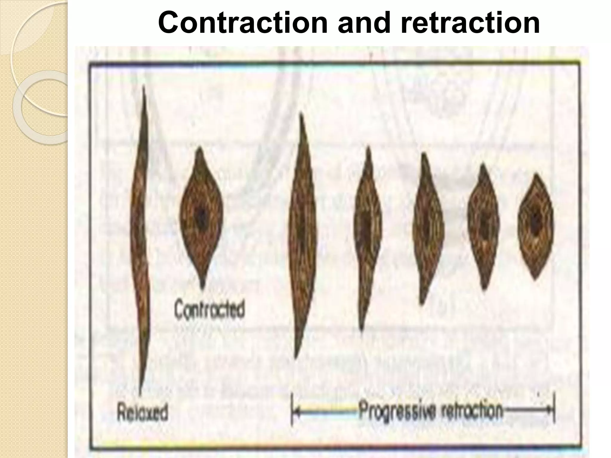physiology labour.pptx