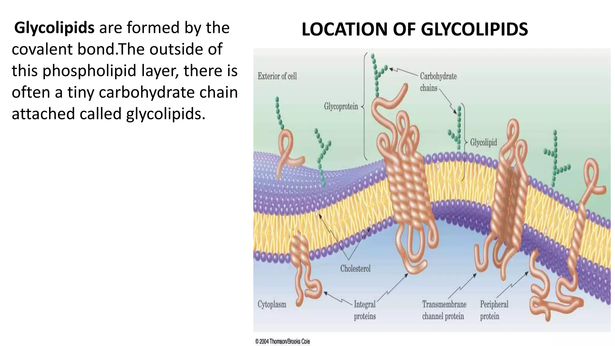 Glycolipids.pptx