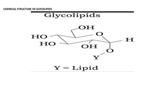 Glycolipid Chemical Structure