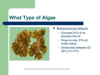 Group1 algae and_biodiesel | PPT | Gasoline Prices | Economy