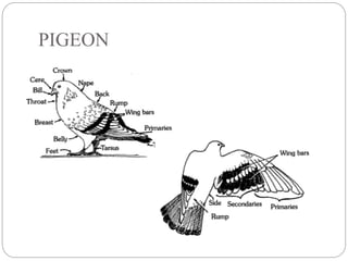 Pigeon Diagram