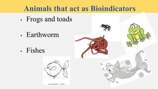 Bioindicators | PPTX