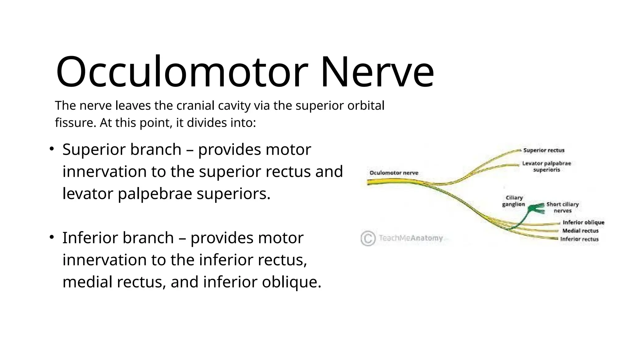 GROUP 1 CRANIAL NERVES.pptx -- nursing notes | PPTX